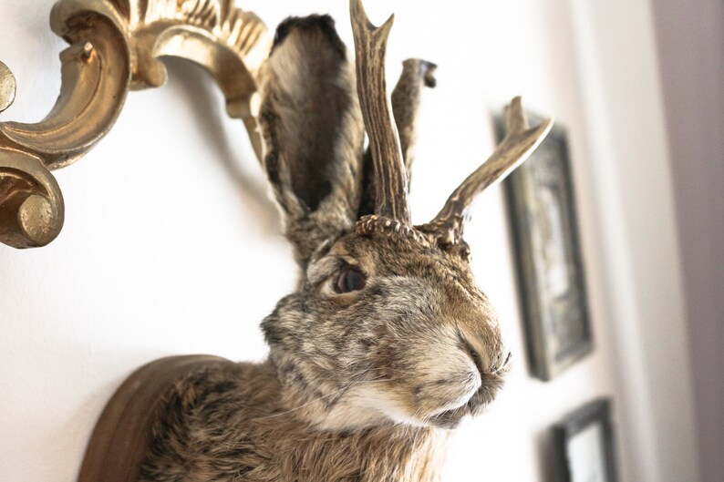 Real Jackalope Taxidermy Mount: Rabbit Head With Horns for - Etsy