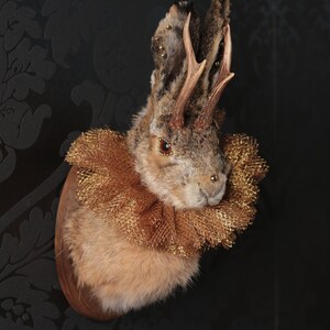 Decorated Jackalope Rabbit Taxidermy Mount: Rabbit Head With - Etsy