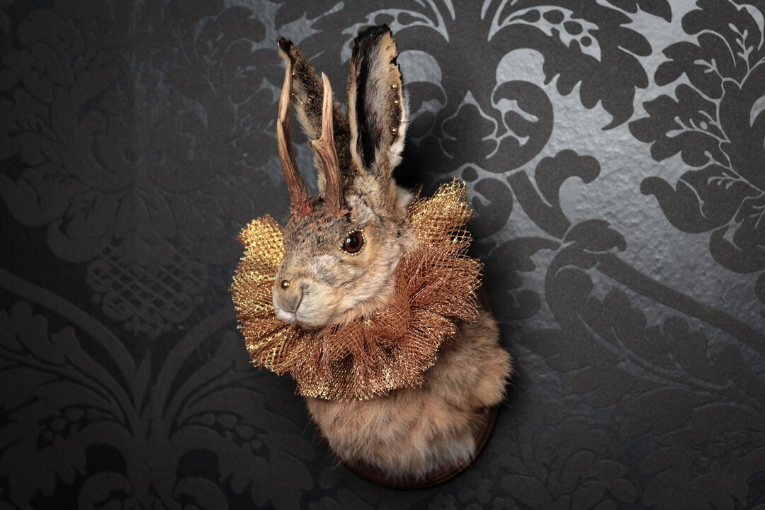 Decorated Jackalope Rabbit Taxidermy Mount: Rabbit Head With - Etsy
