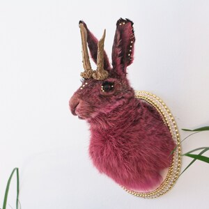 REAL Jackalope Taxidermy Mount: Rabbit Head With Horns for Alternative ...