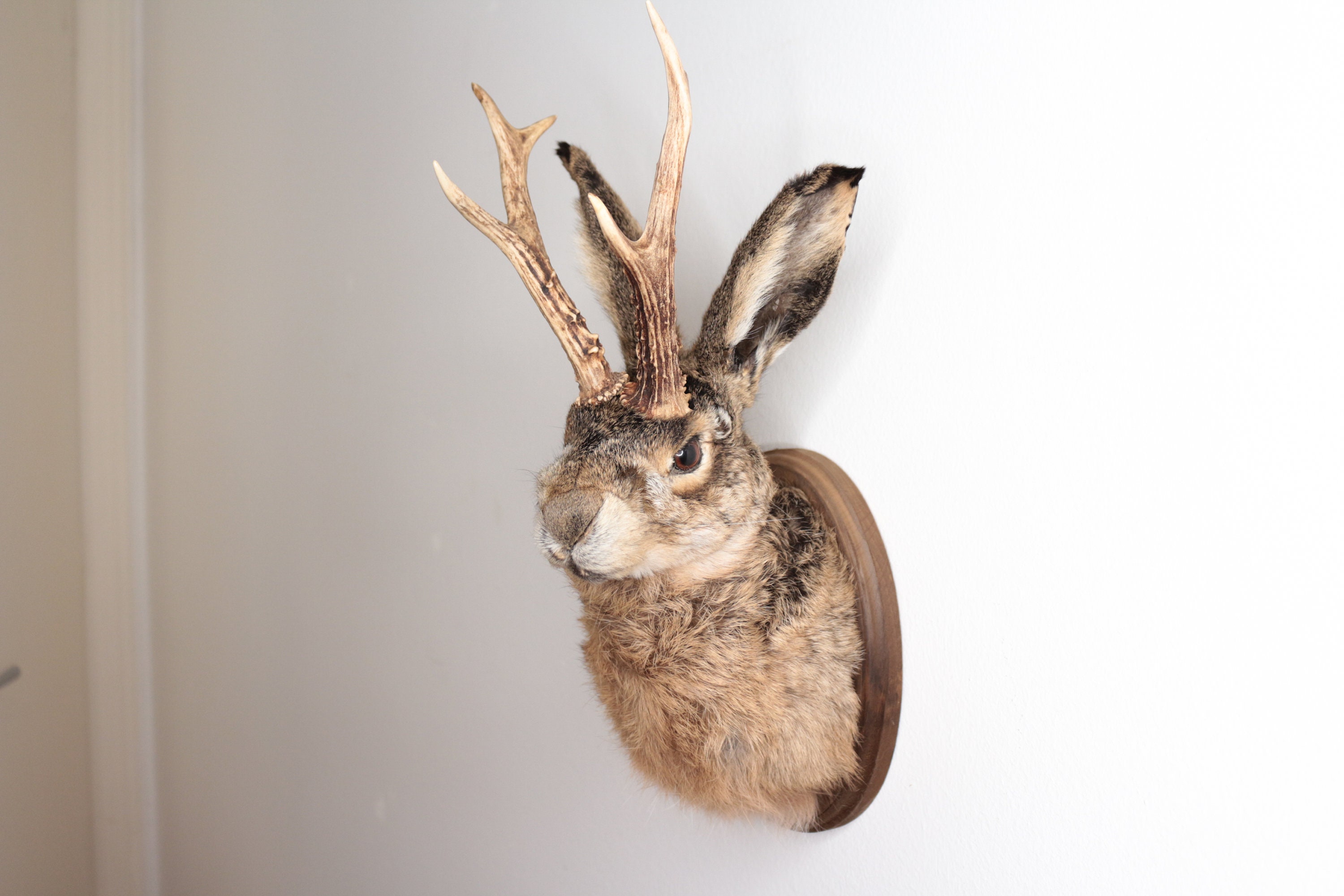 Jack Rabbits With Antlers