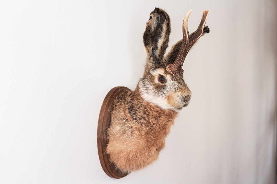 Real Taxidermy Hare With Wide Antlers, Jackalope Mount, Super Soft Fur ...