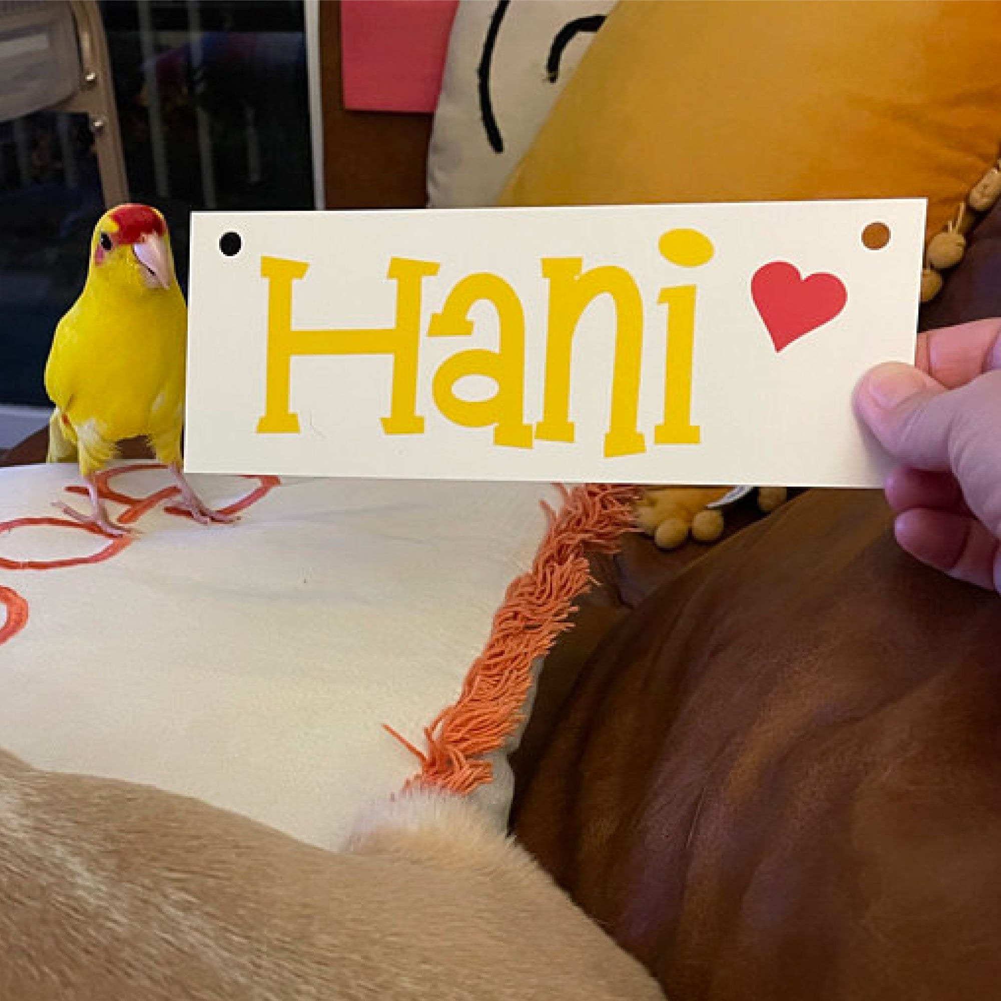 Custom Name Plates for Bird Cages. Parrot. Lovebird. Canary. - Etsy