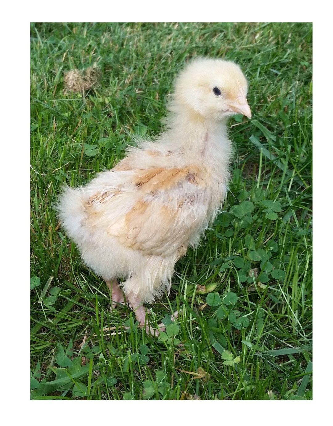 Printable Buff Orpington Chick Note Card - Instant Download - Etsy