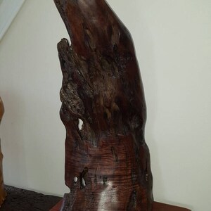 Drift Wood Display Rose Wood From the Coast of Belize - Etsy