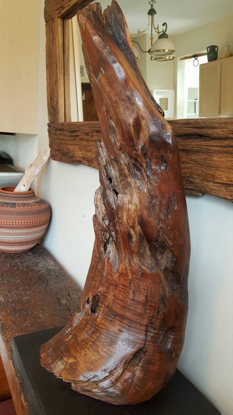 Drift Wood Display Rose Wood From the Coast of Belize - Etsy