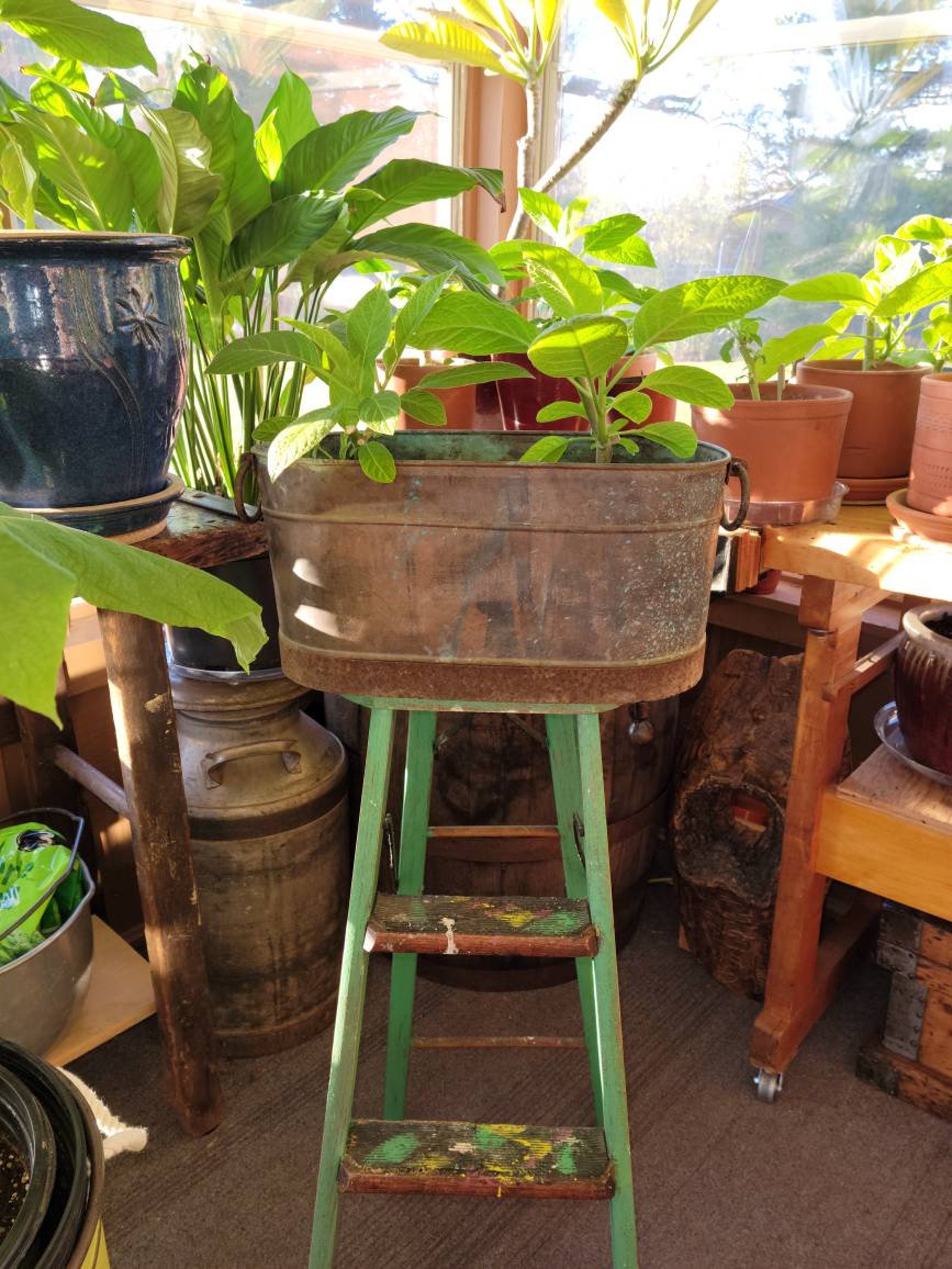 Rustic Antique Ladder/plant Stand - Etsy