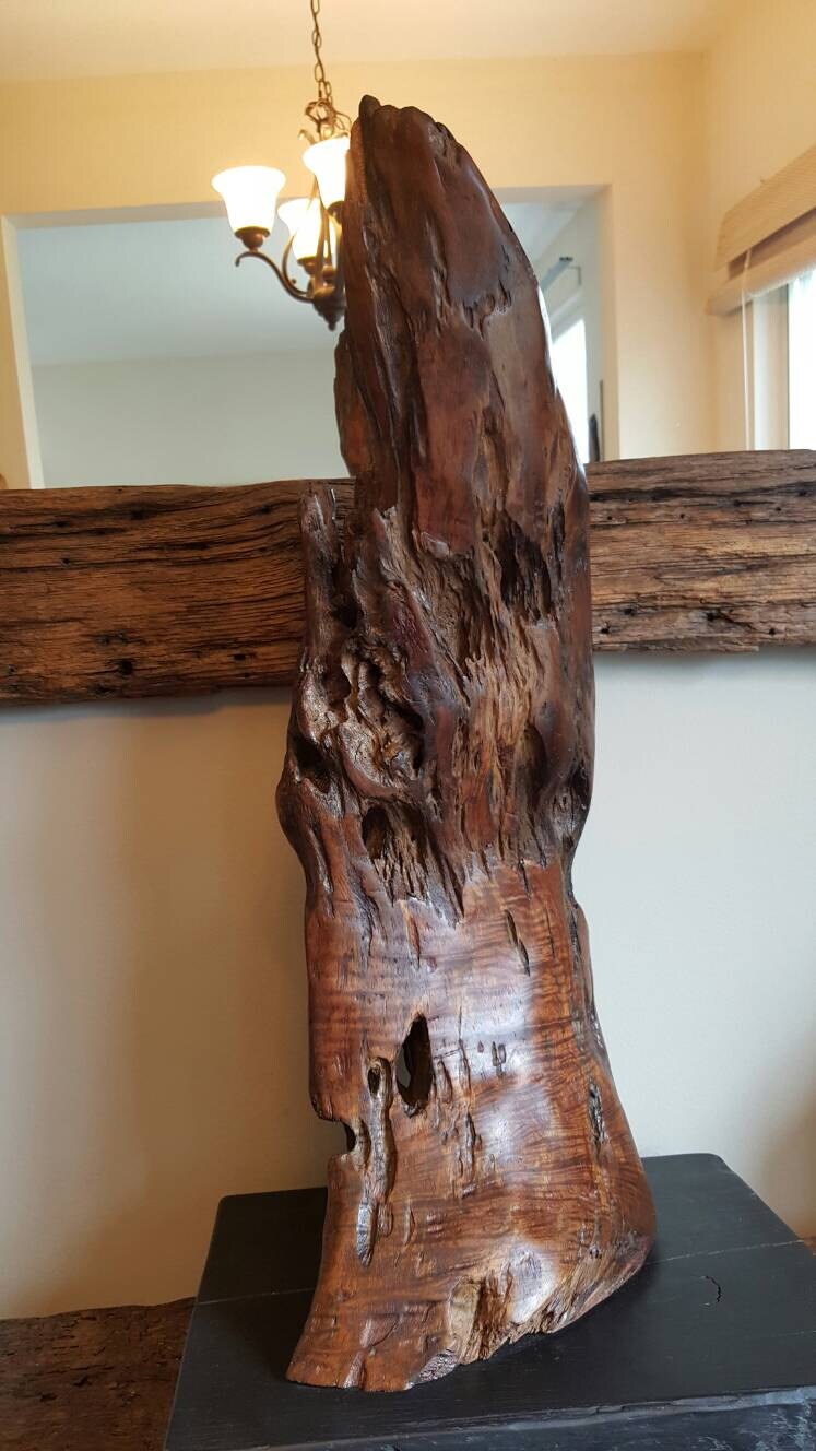 Drift Wood Display Rose Wood From the Coast of Belize - Etsy