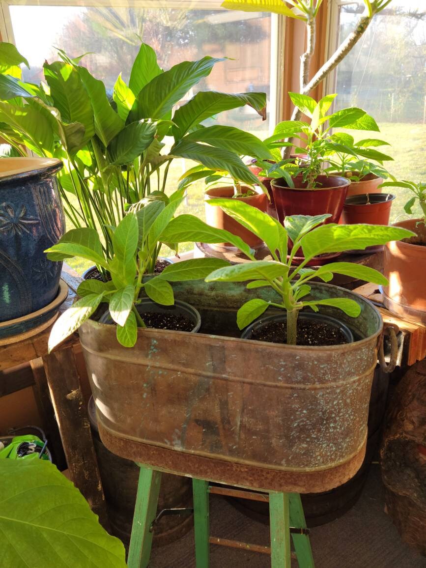 Rustic Indoor/ Outdoor Planter - Etsy