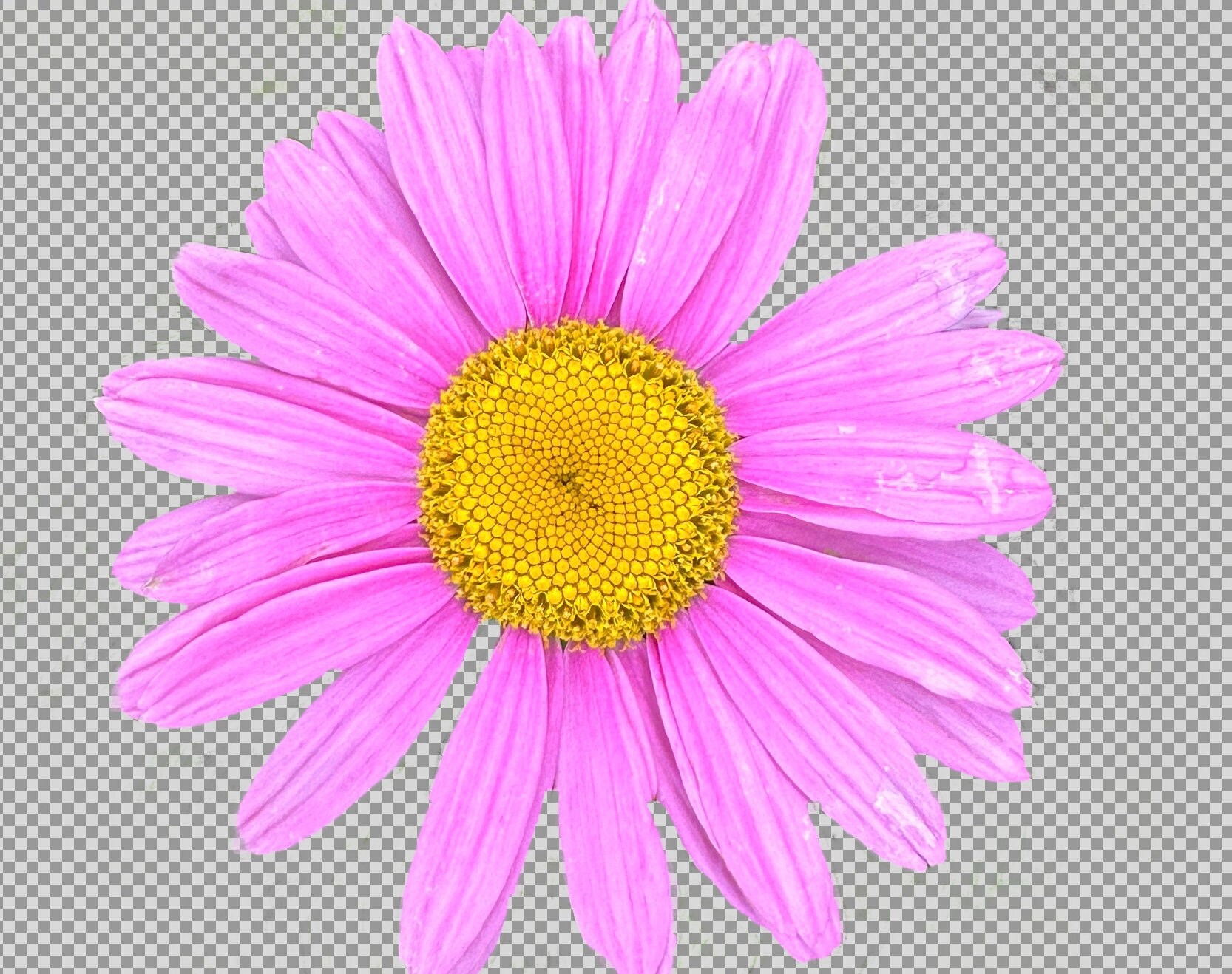 Colorful Flower Clip Art Bundle - Digital PNG Files for Personal ...