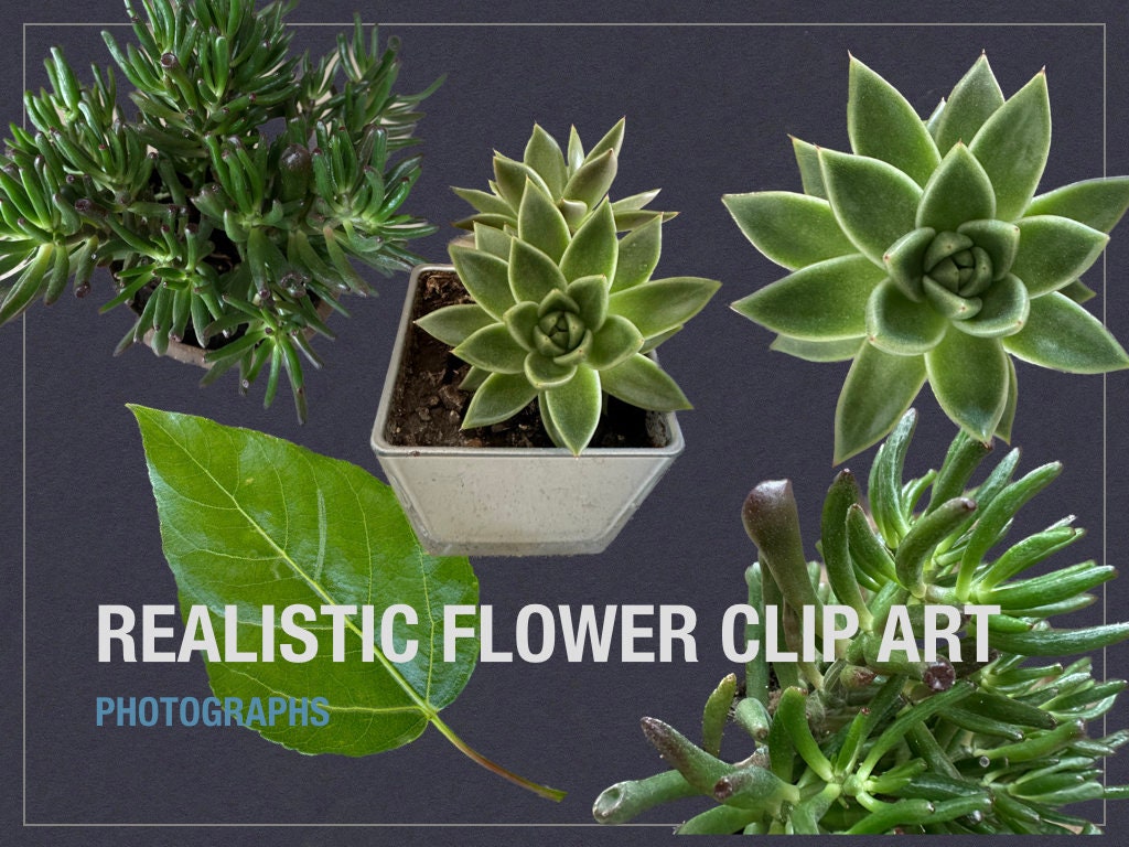 Botanical Blossom Clipart Pack - Set of 5 Digital Leafy Elements - Etsy
