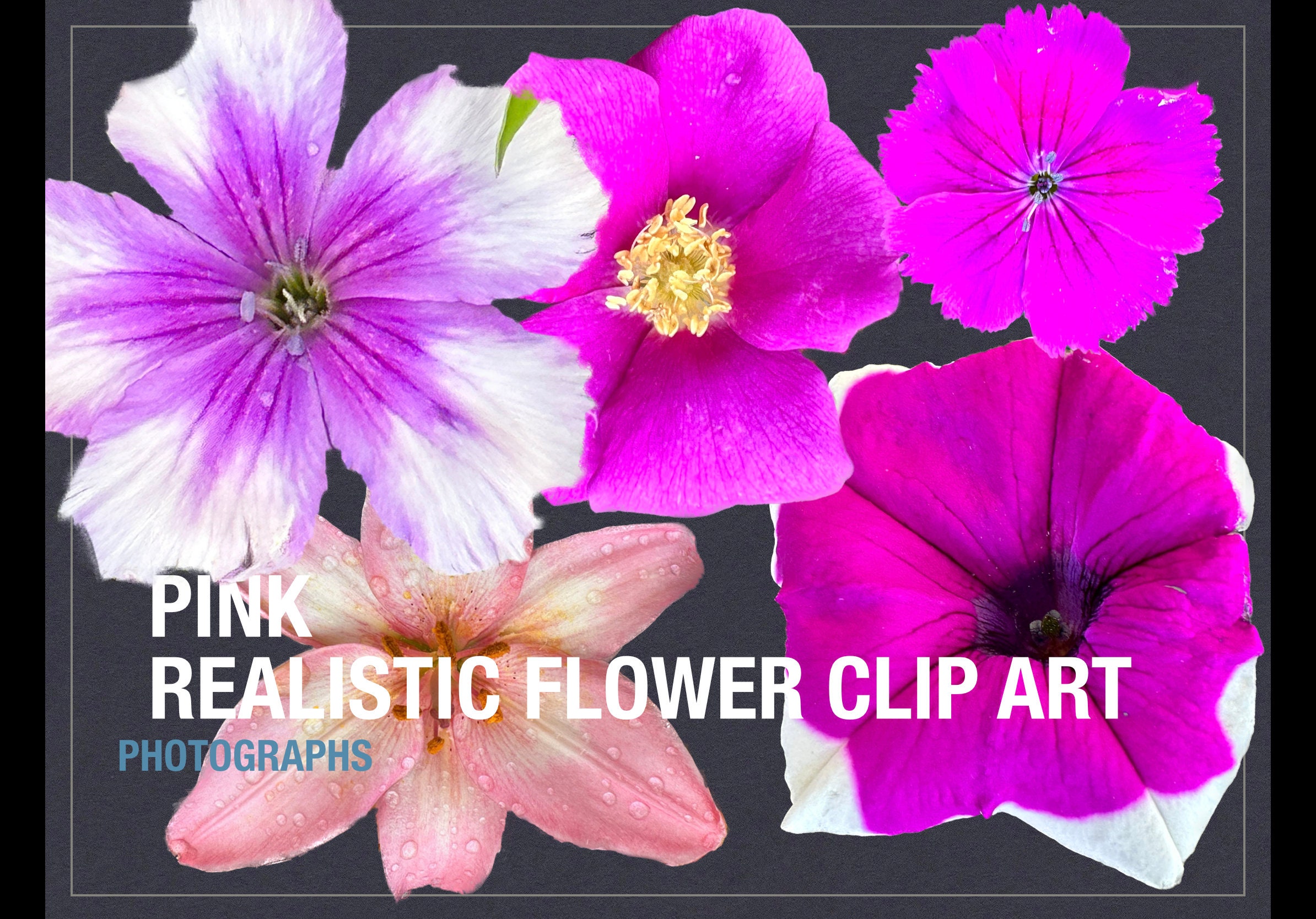 Colorful Flower Clip Art Bundle - Digital PNG Files for Personal ...