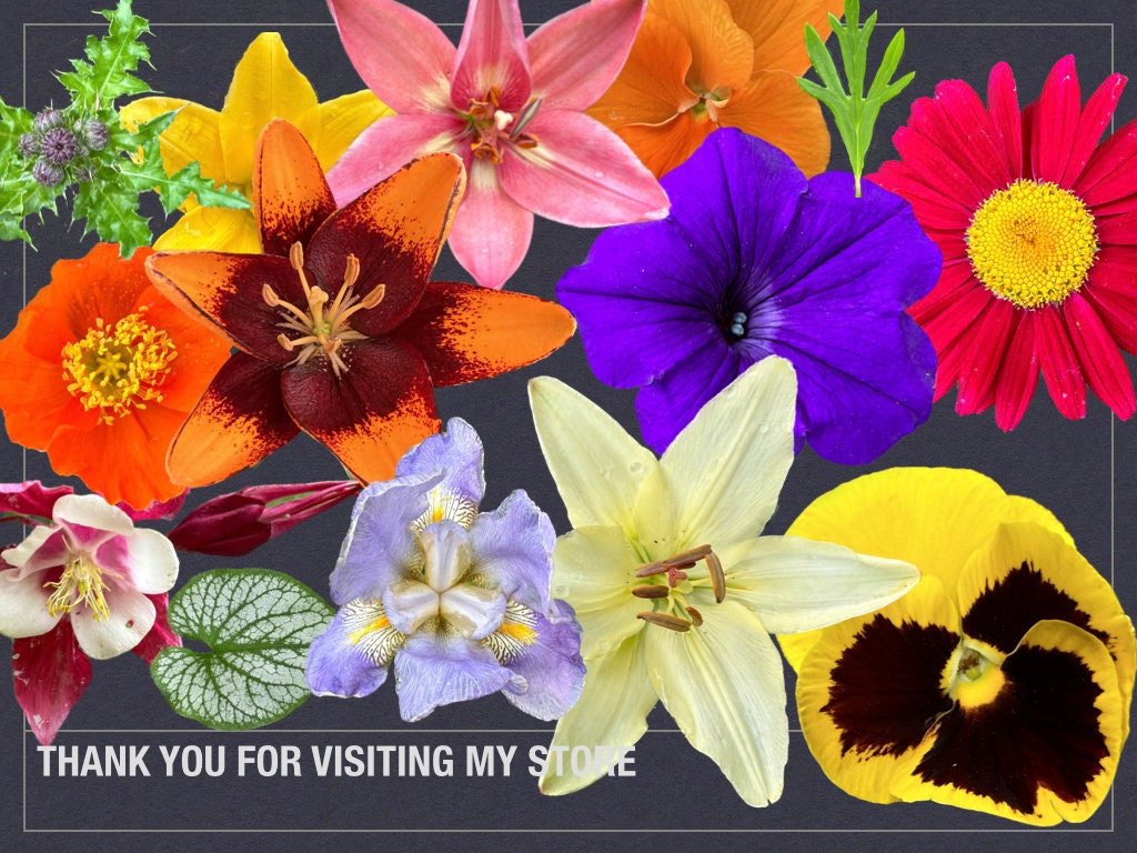 Colorful Flower Clip Art Bundle Digital PNG Files for Personal ...