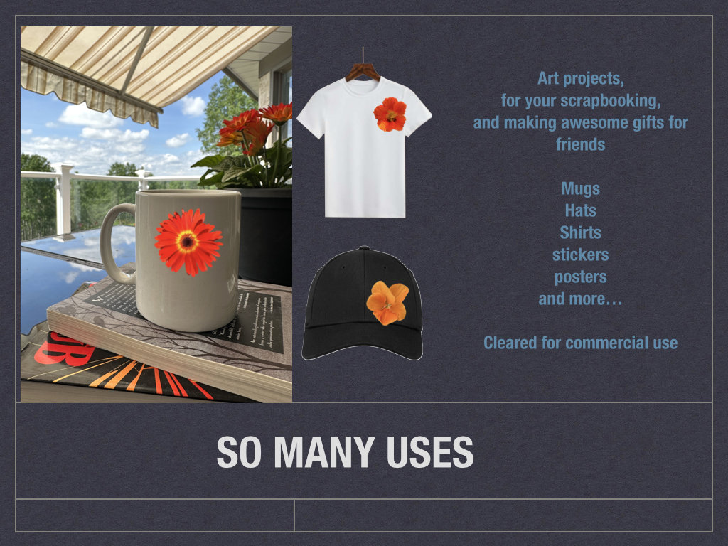 Colorful Flower Clip Art Bundle - Digital PNG Files for Personal ...