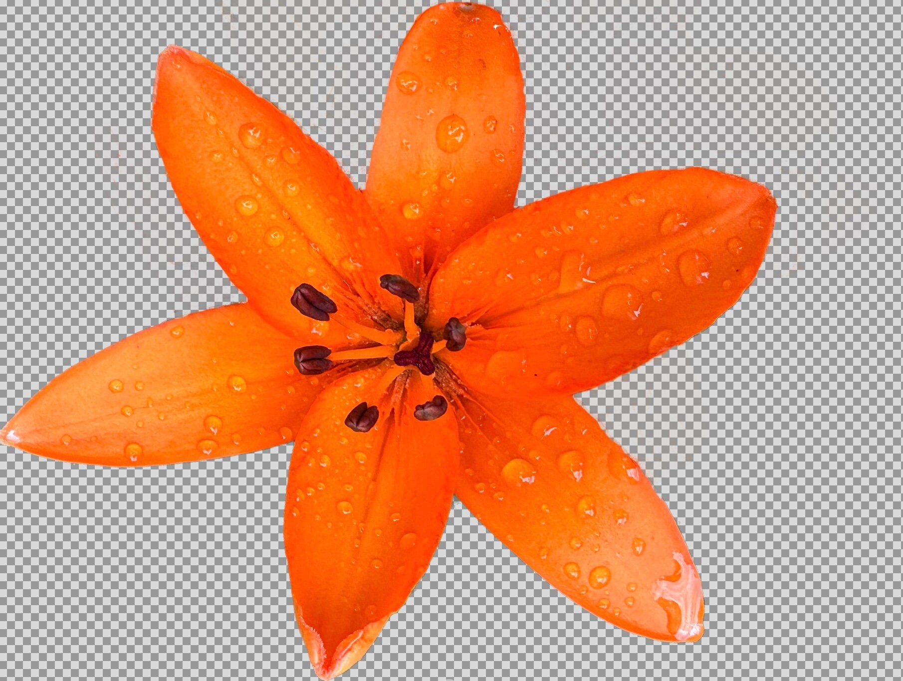 Colorful Flower Clip Art Bundle - Digital PNG Files for Personal ...