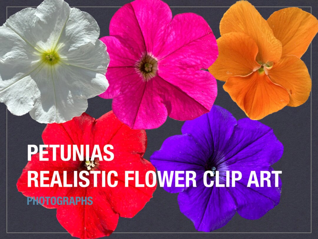Springtime Bloom Clip Art Bundle - 5 High-resolution Flower PNG Files ...