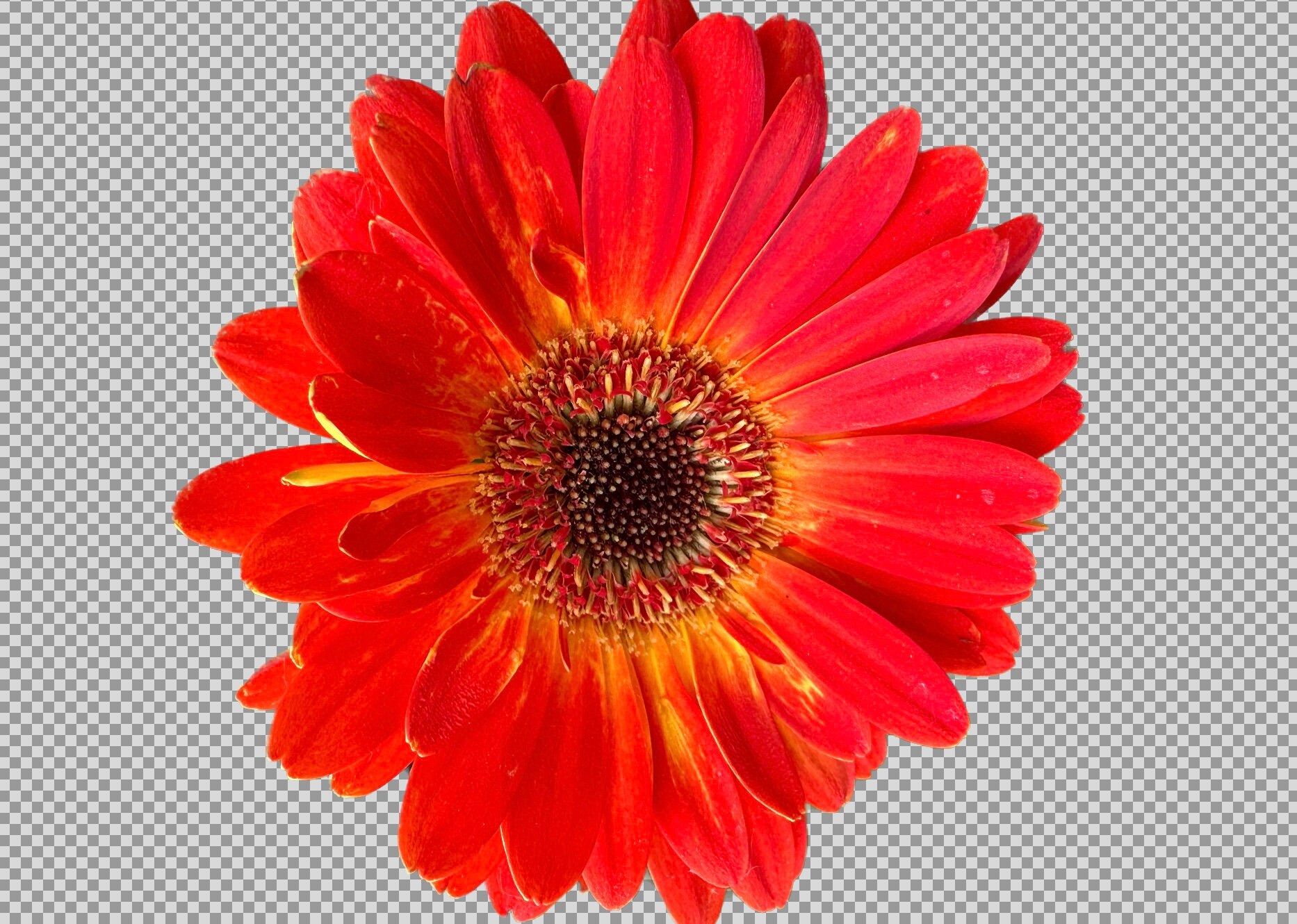 Colorful Flower Clip Art Bundle - Digital PNG Files for Personal ...