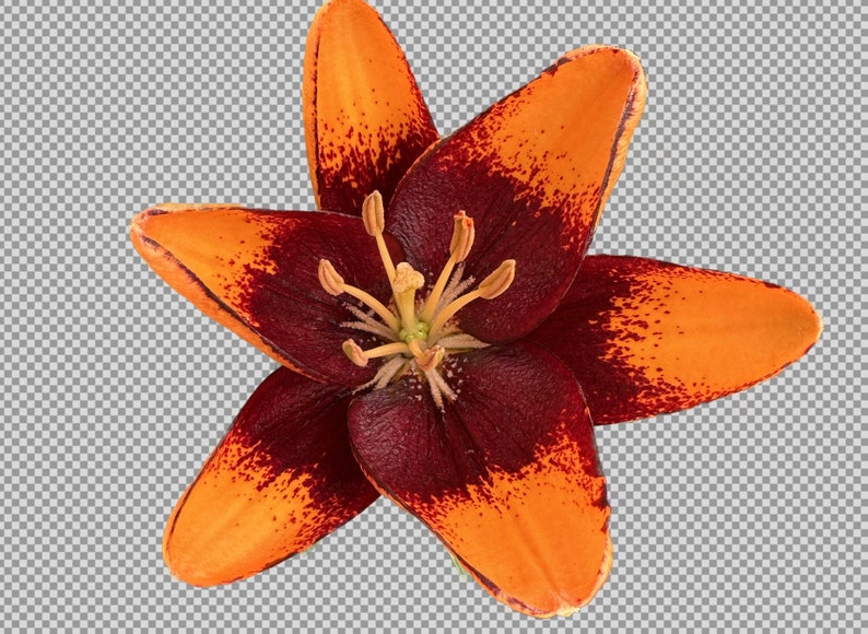 Colorful Flower Clip Art Bundle Digital PNG Files for Personal ...