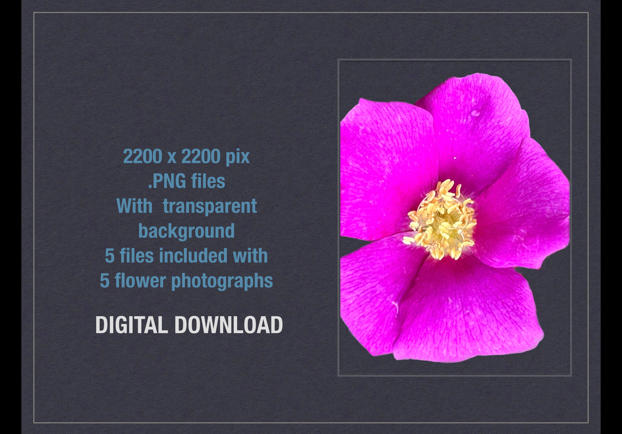 Colorful Flower Clip Art Bundle - Digital PNG Files for Personal ...
