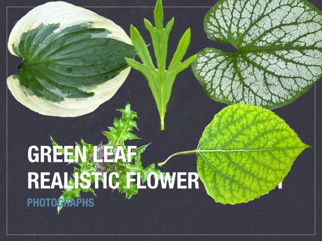 Botanical Blossom Clipart Pack - Set of 5 Digital Leafy Elements - Etsy