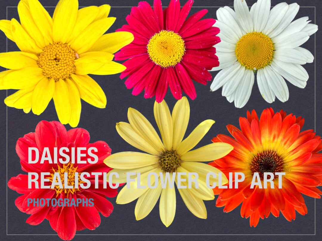 Set of 5 Vibrant Daisy Flower Clipart - Digital PNG Files for Personal ...