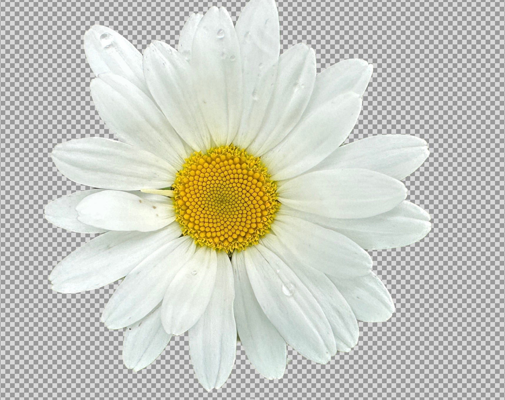 Colorful Flower Clip Art Bundle - Digital PNG Files for Personal ...