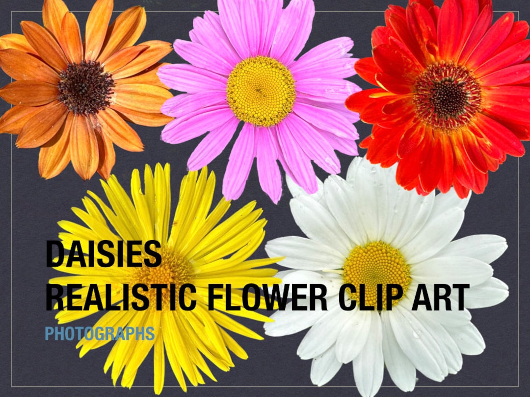 Colorful Flower Clip Art Bundle - Digital PNG Files for Personal ...