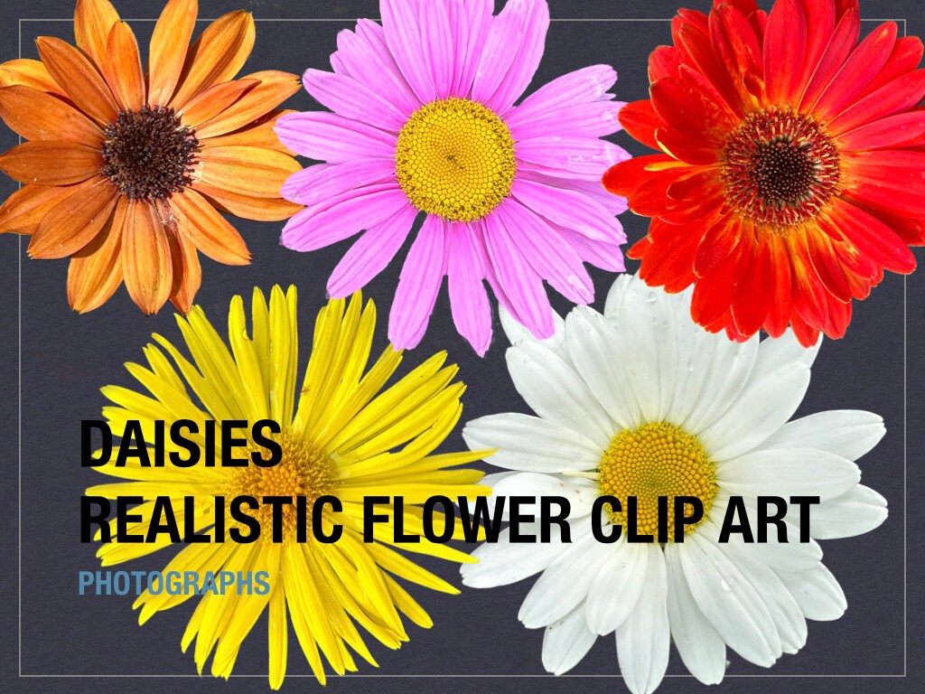 Colorful Flower Clip Art Bundle - Digital PNG Files for Personal ...