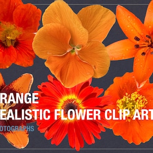 Colorful Flower Clip Art Bundle - Digital PNG Files for Personal ...