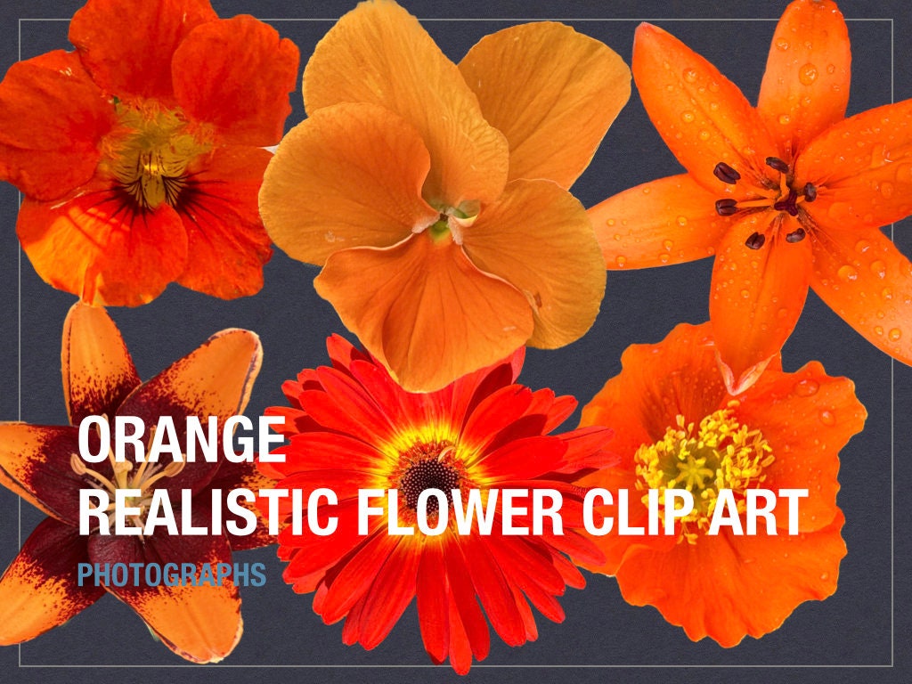 Colorful Flower Clip Art Bundle Digital PNG Files for Personal ...