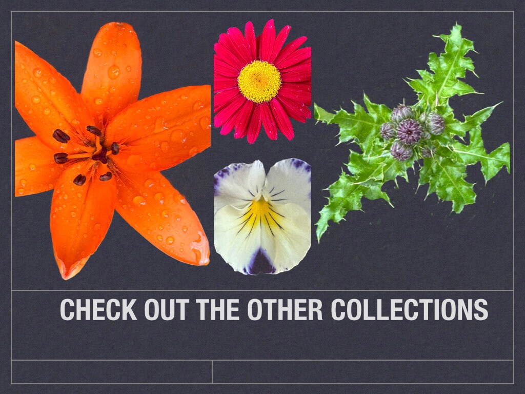 Colorful Flower Clip Art Bundle - Digital PNG Files for Personal ...