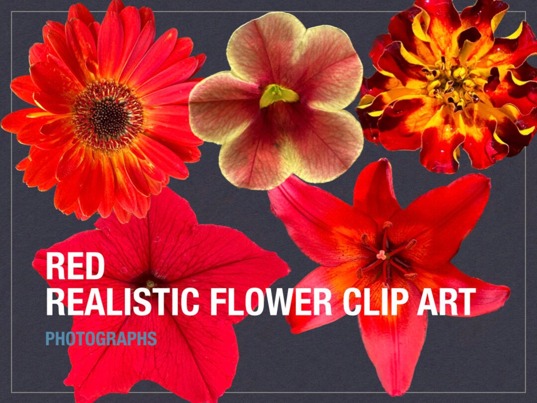 Colorful Flower Clip Art Bundle - Digital PNG Files for Personal ...