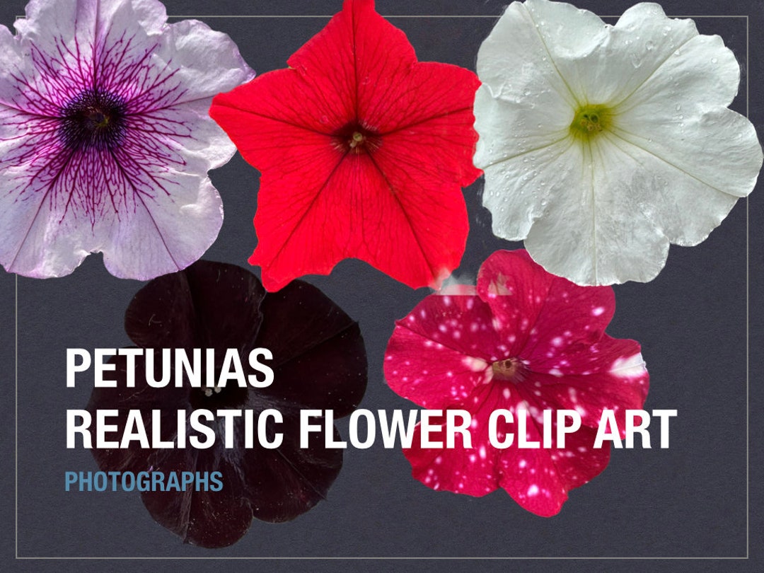 Colorful Flower Clip Art Bundle - Digital PNG Files for Personal ...