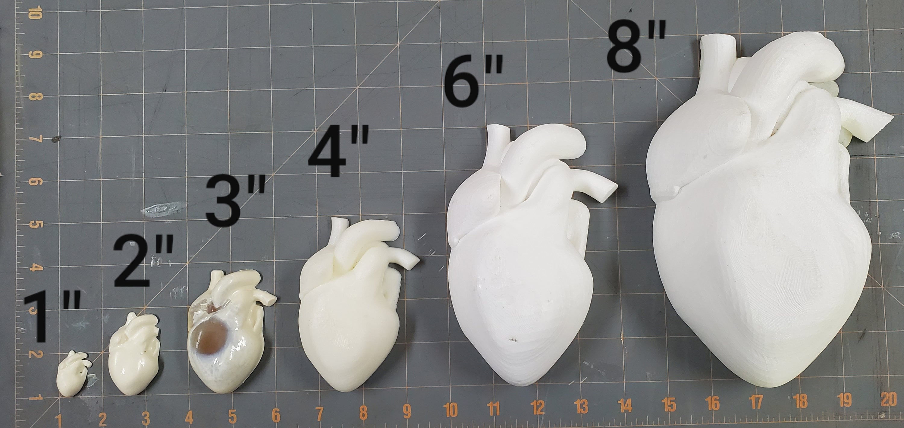 Human Heart Plastic Mold or Silicone Mold Resin Mold Heart | Etsy