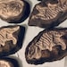 Dino Fossils Plastic Mold or Silicone Mold, Bath Bomb Mold, Soap Mold ...