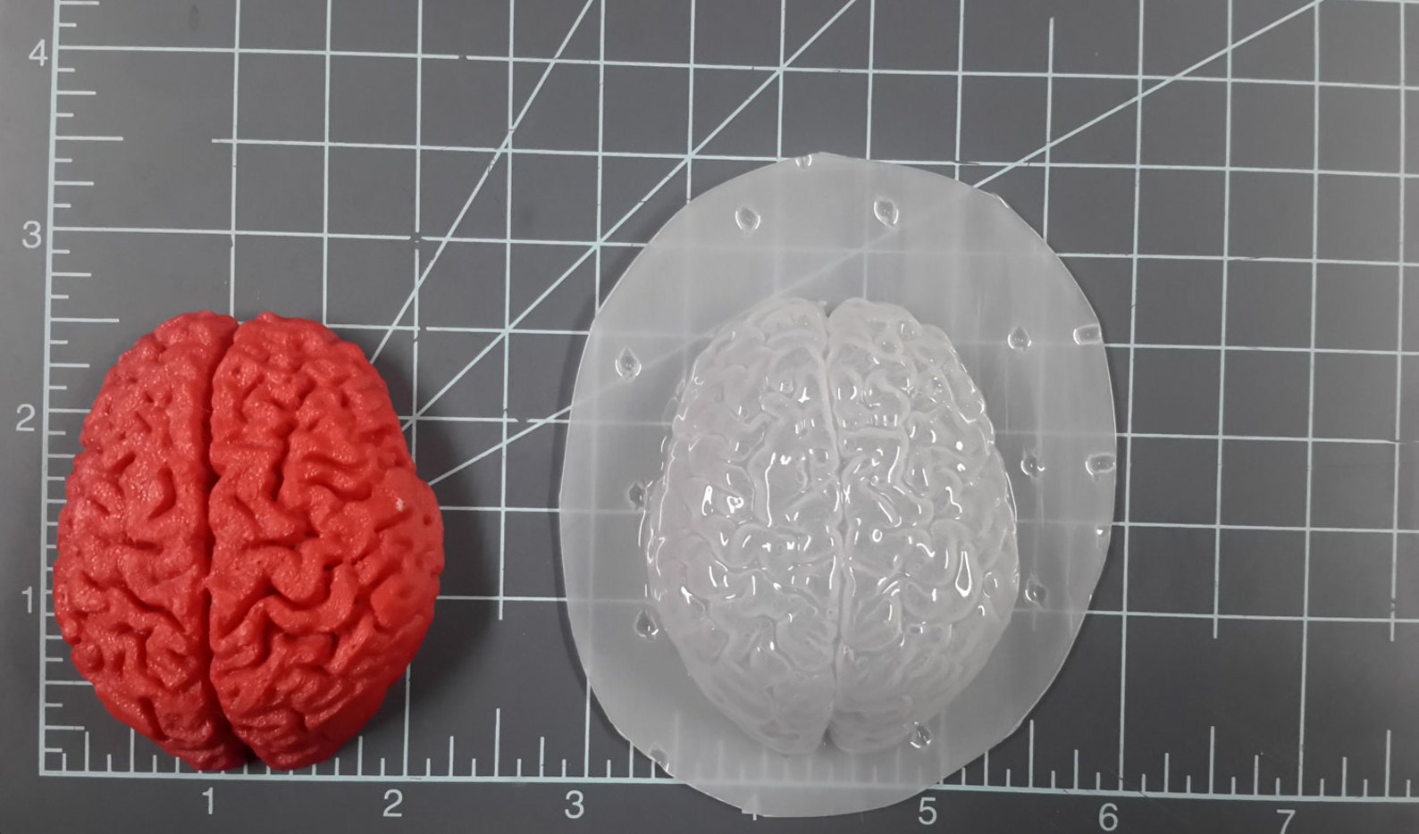 Human Brain Plastic Mold or Silicone Mold Resin Mold Brain - Etsy Singapore