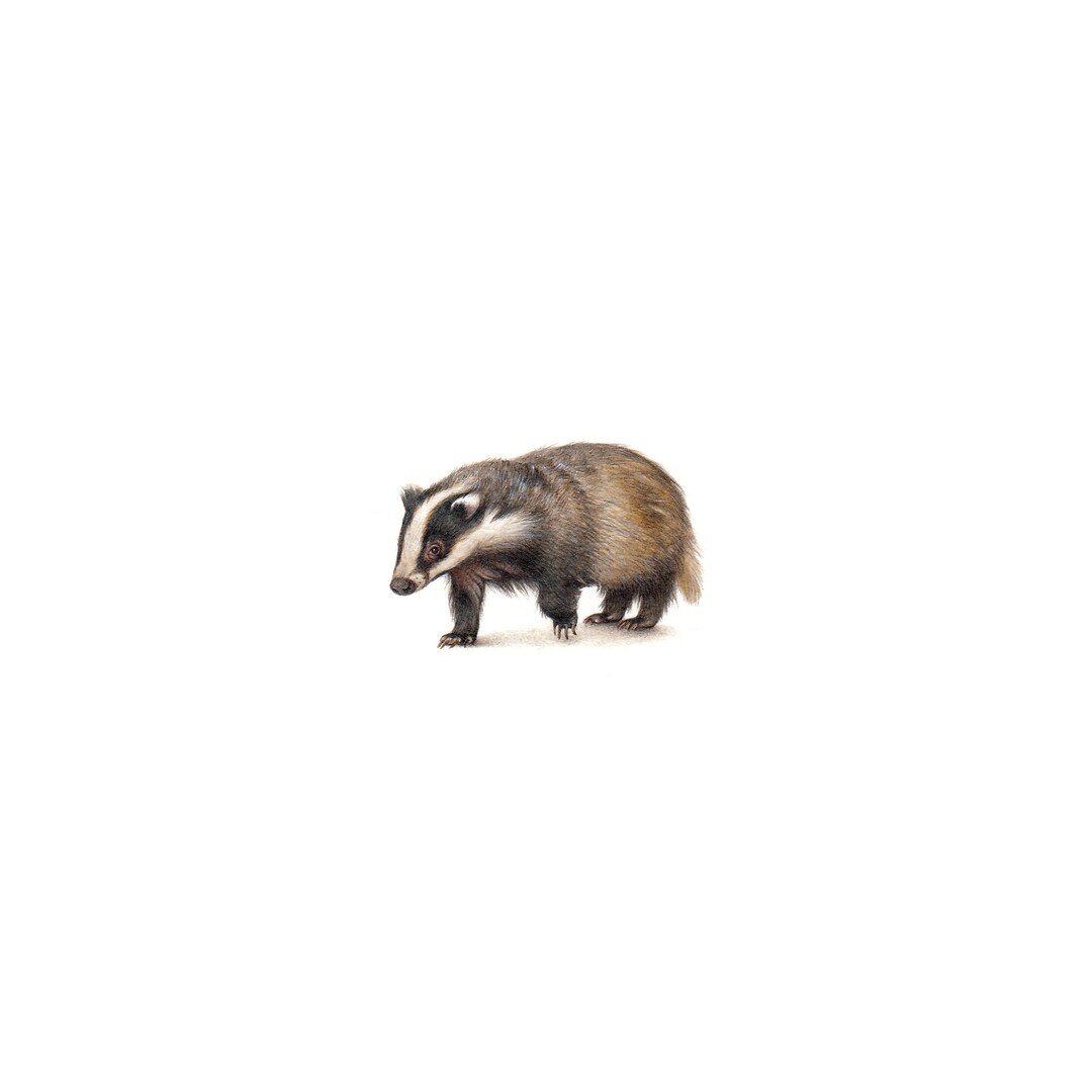 PRINT of Watercolor Miniature Painting. Badger - Etsy