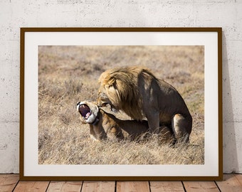 lions mating drawing