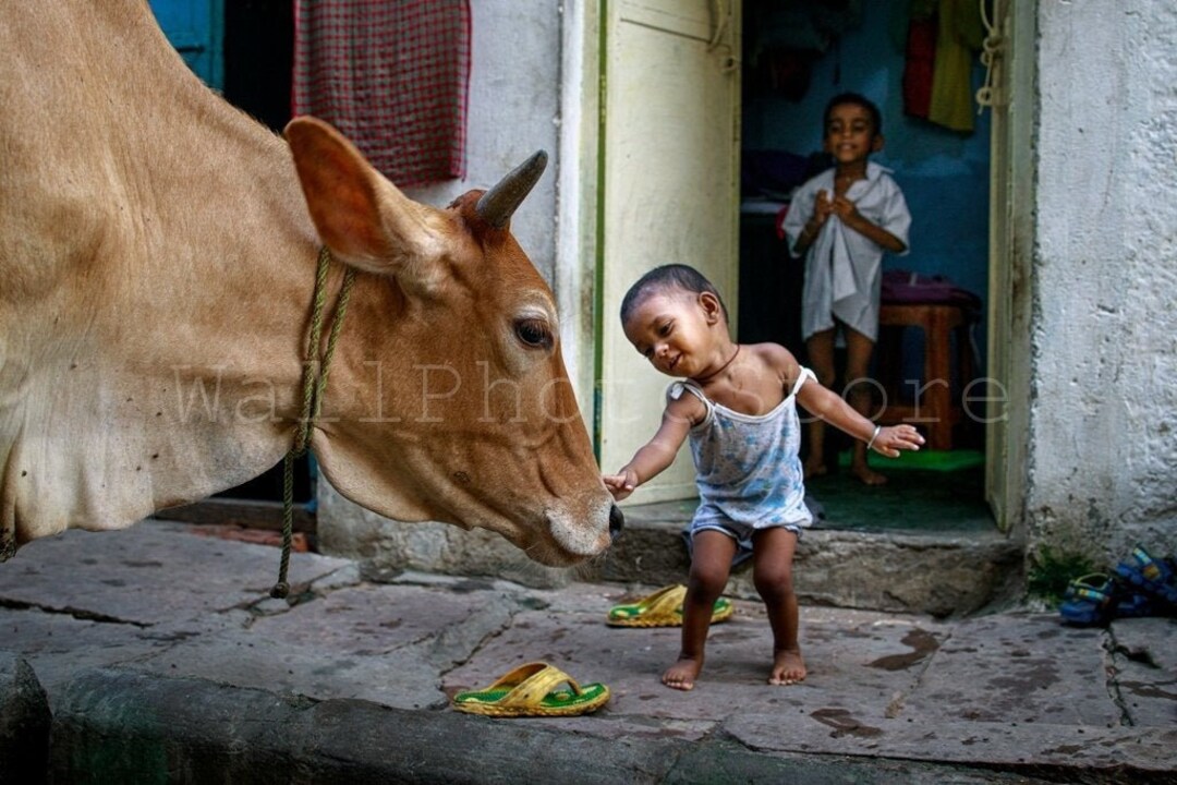 Indian Cow Images For Kids