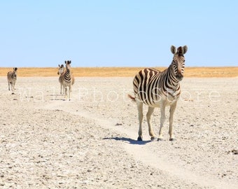 Zebra Flight Wildlife Photography, Wild African Animals, Zebra Wall Art ...