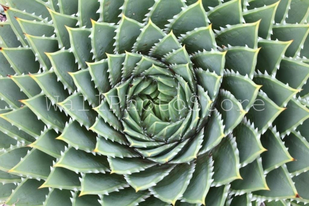 Digital: Spiral Aloe Polyphylla, Lesotho Aloe Photo, South Africa ...