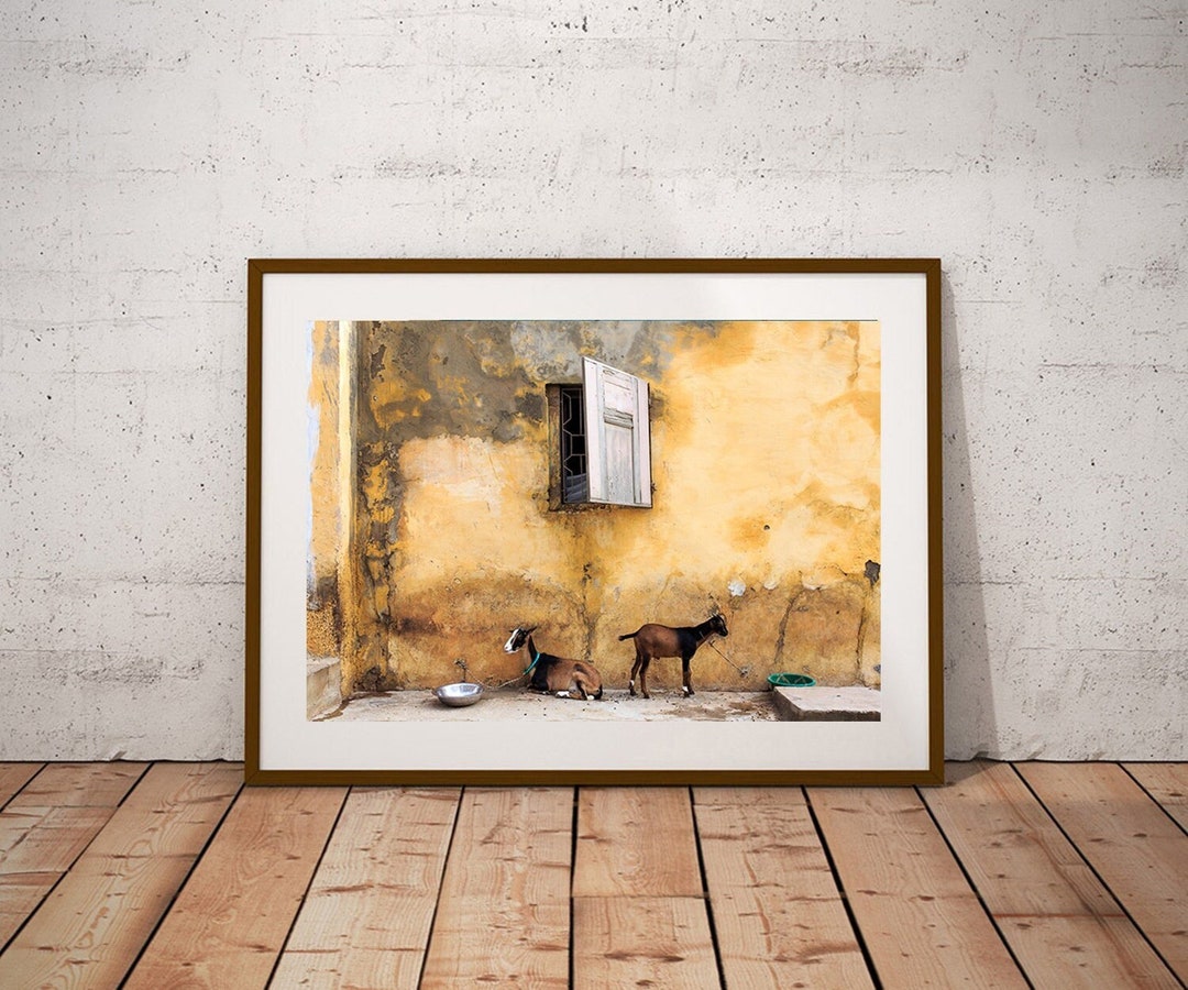 Eid Al-adha in St. Louis, Senegal: Goats on the Streets | Wall Art ...