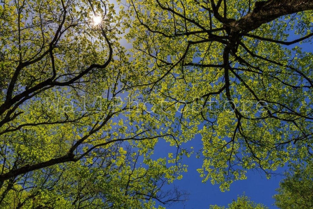 Sunlight Photography Sun Dappled Photography Natural Photography Trees ...