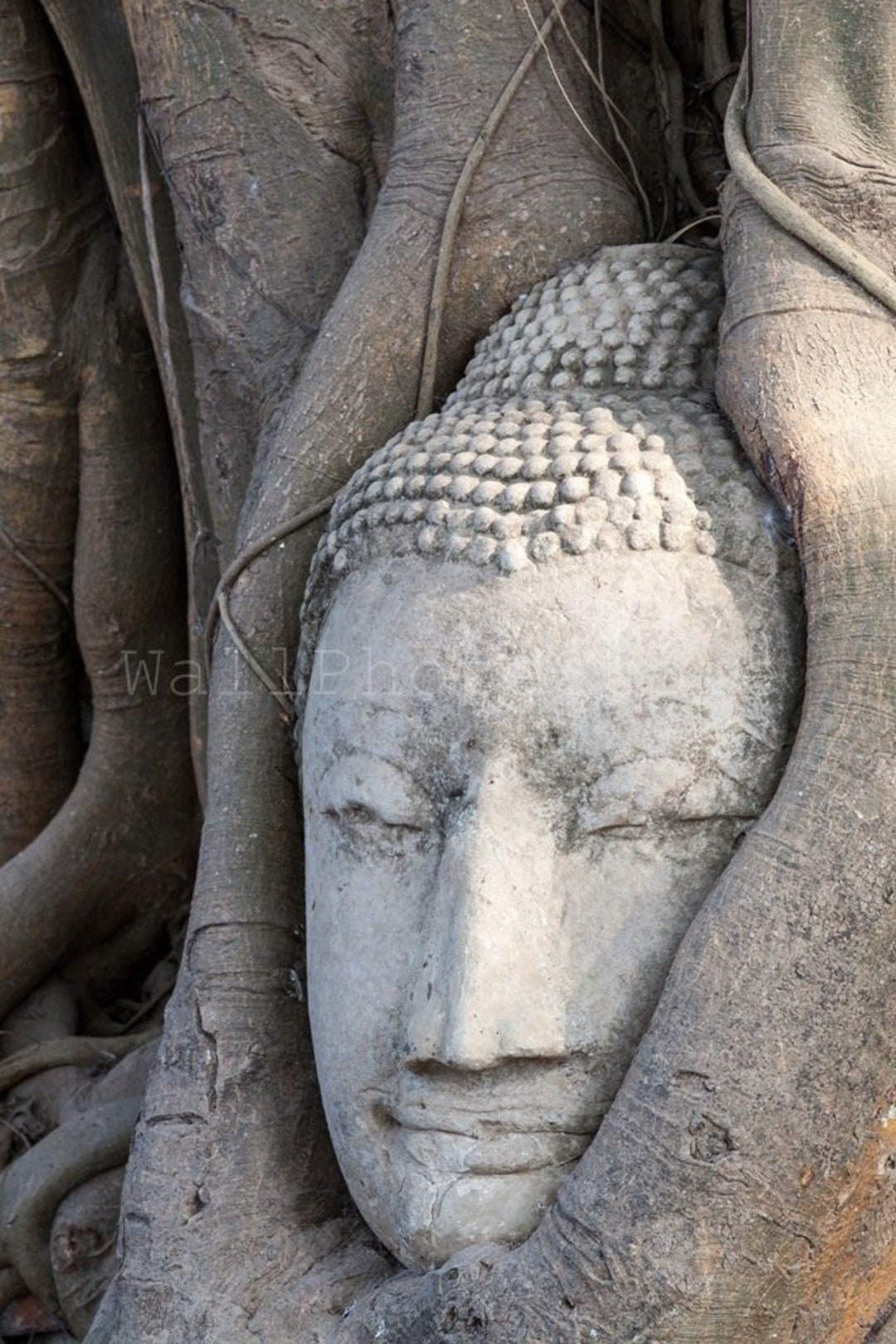 Buddha Head in Tree Roots Photo Print. Buddha Photography, Thailand ...