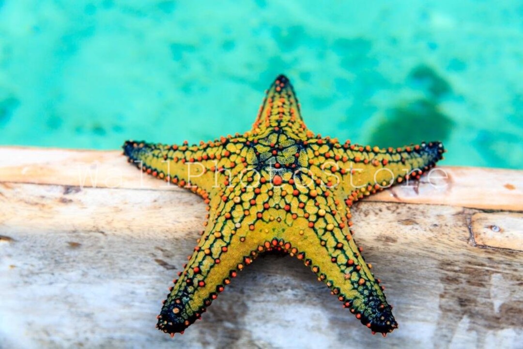 Colorful Starfish Art, Starfish Photography, Yellow Starfish, Starfish ...