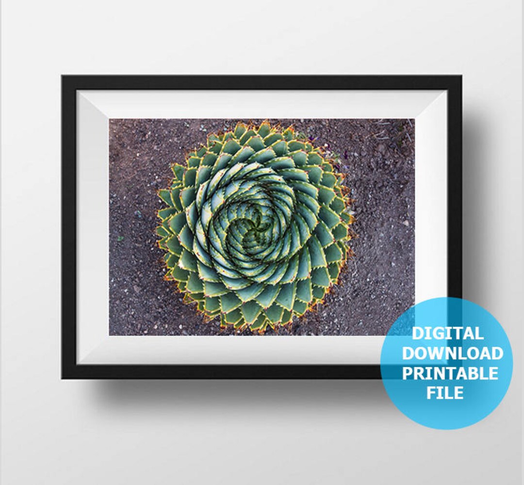 Digital Download Spiral Aloe Polyphylla Round Lesotho South - Etsy