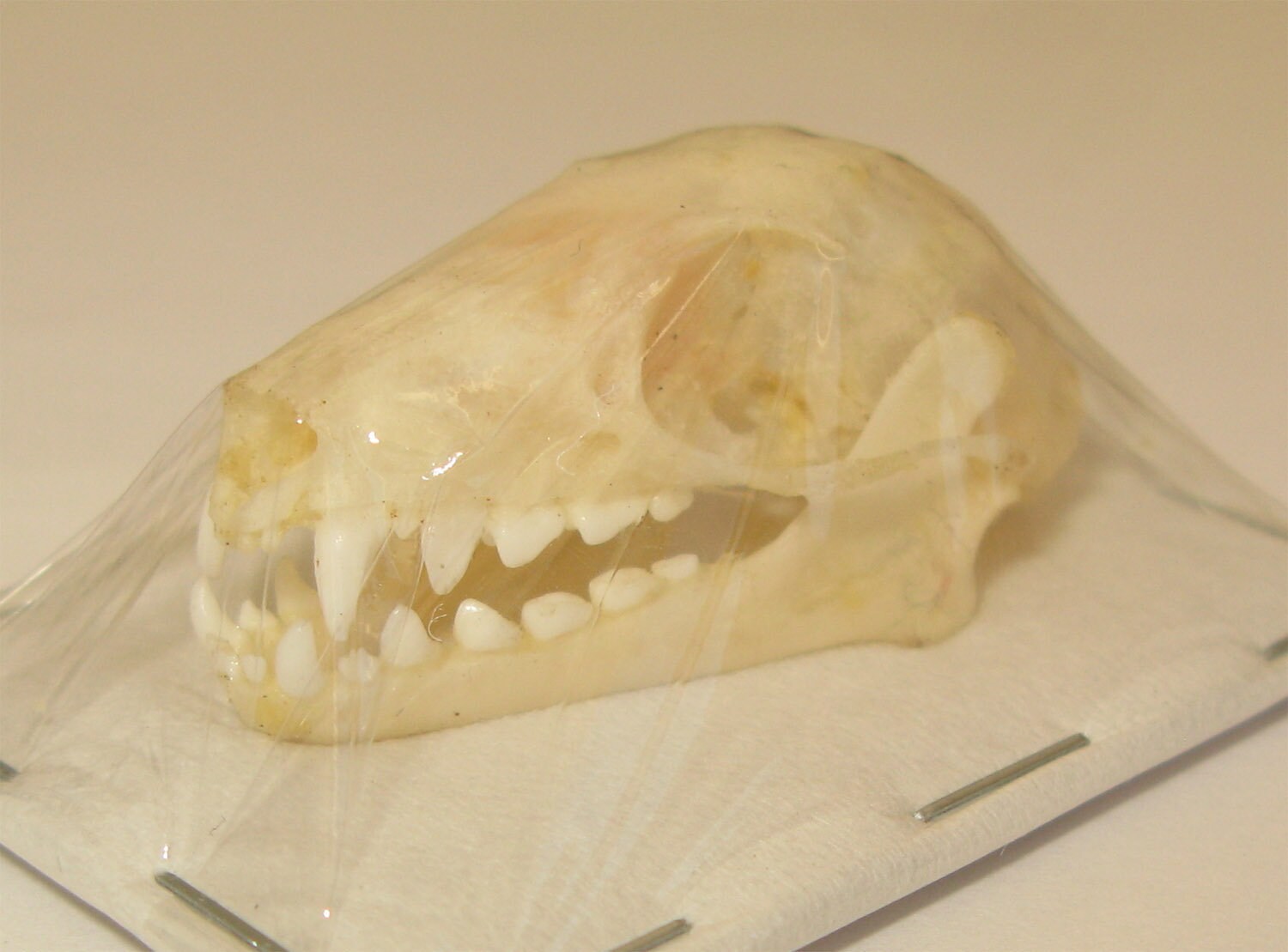 Real Skull of Giant Bat Rousettus Leschenaulti From Indonesia - Etsy