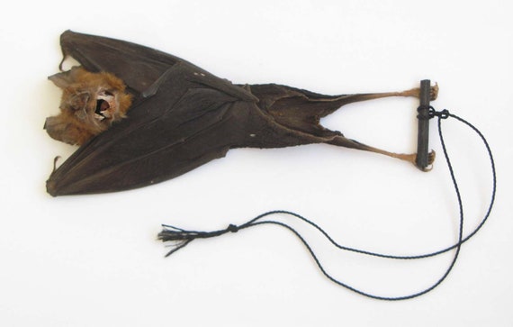 Real Giant Bat