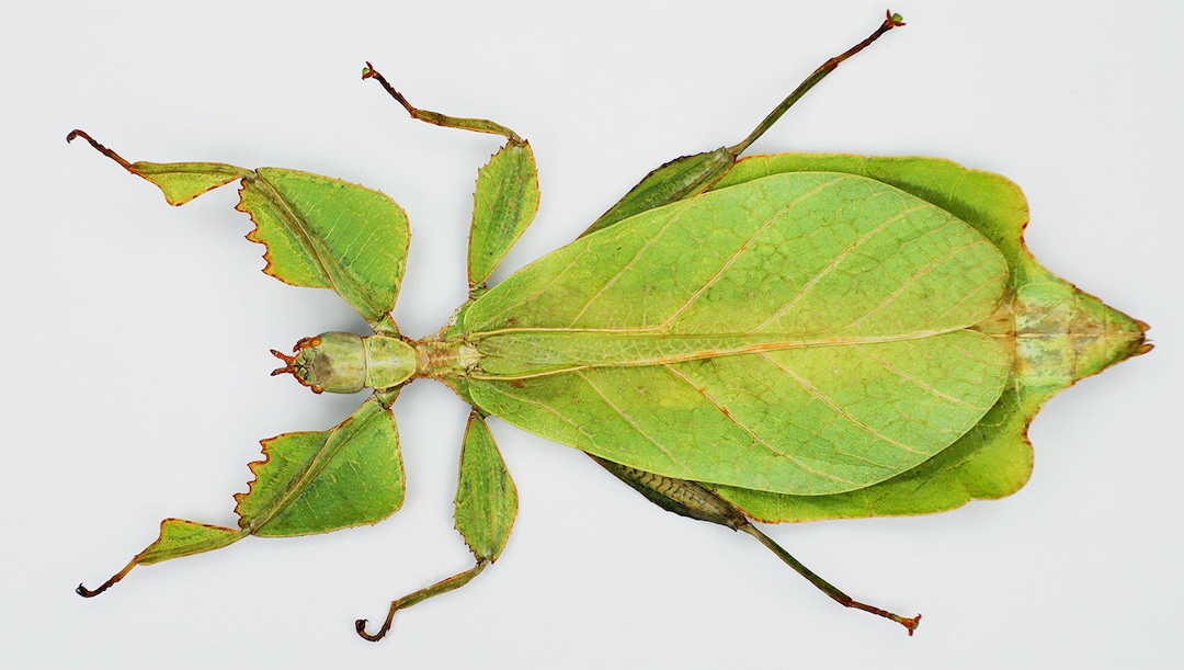 Real Leaf Insect Phyllium Celebicum Good for Artwork and Collections ...