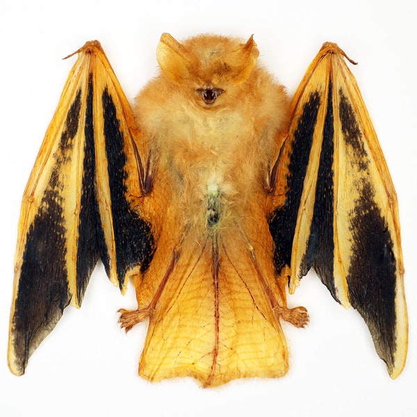 Taxidermy Real Bats - Etsy